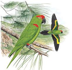 The Best Pet Food in Cambodia